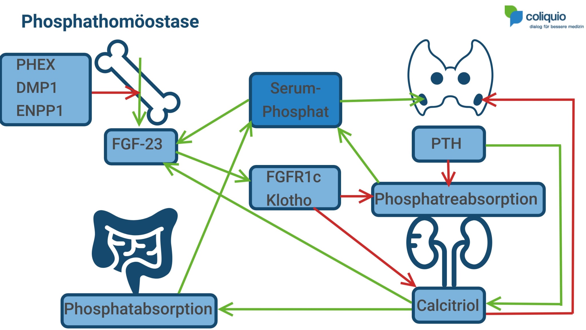 Phosphat aus dem Gleichgewicht - coliquio