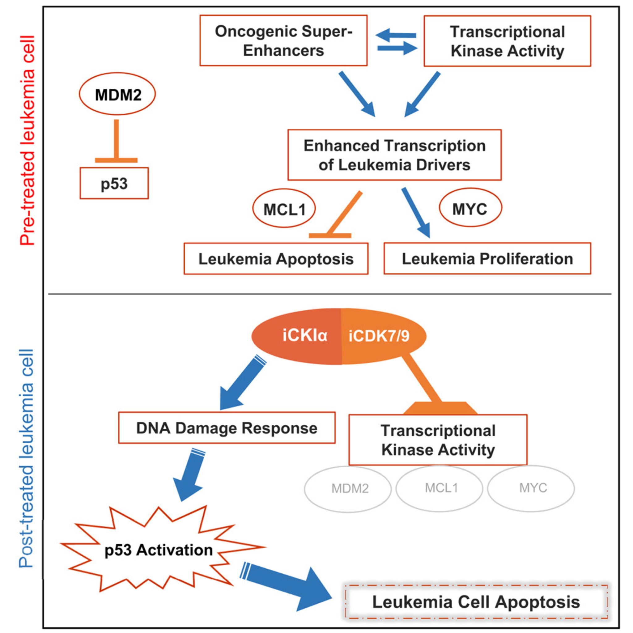AML: Therapie mit small molecule erfolgreich getestet - coliquio
