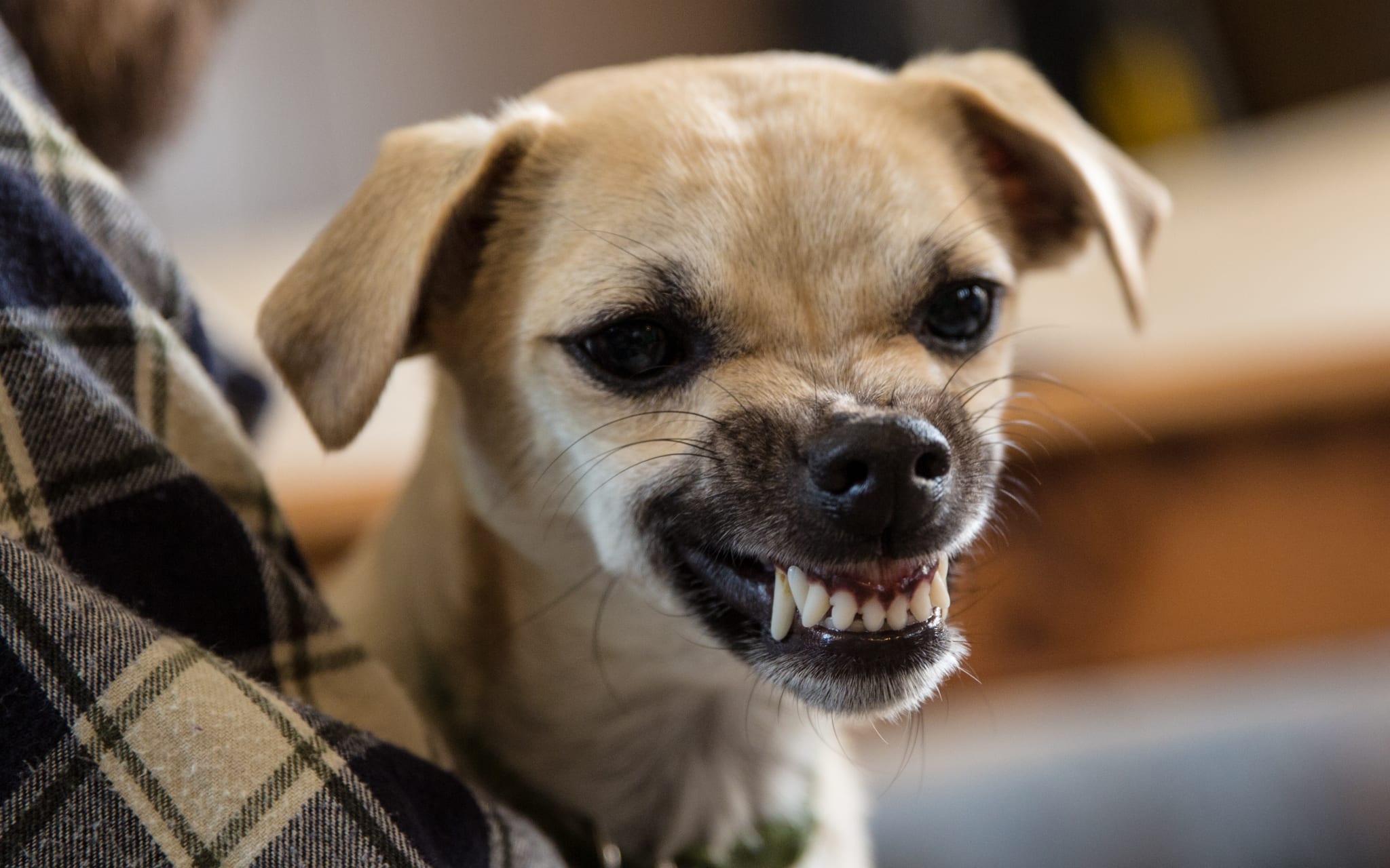 Tierbissverletzungen: Ein Leitfaden für die Praxis - coliquio