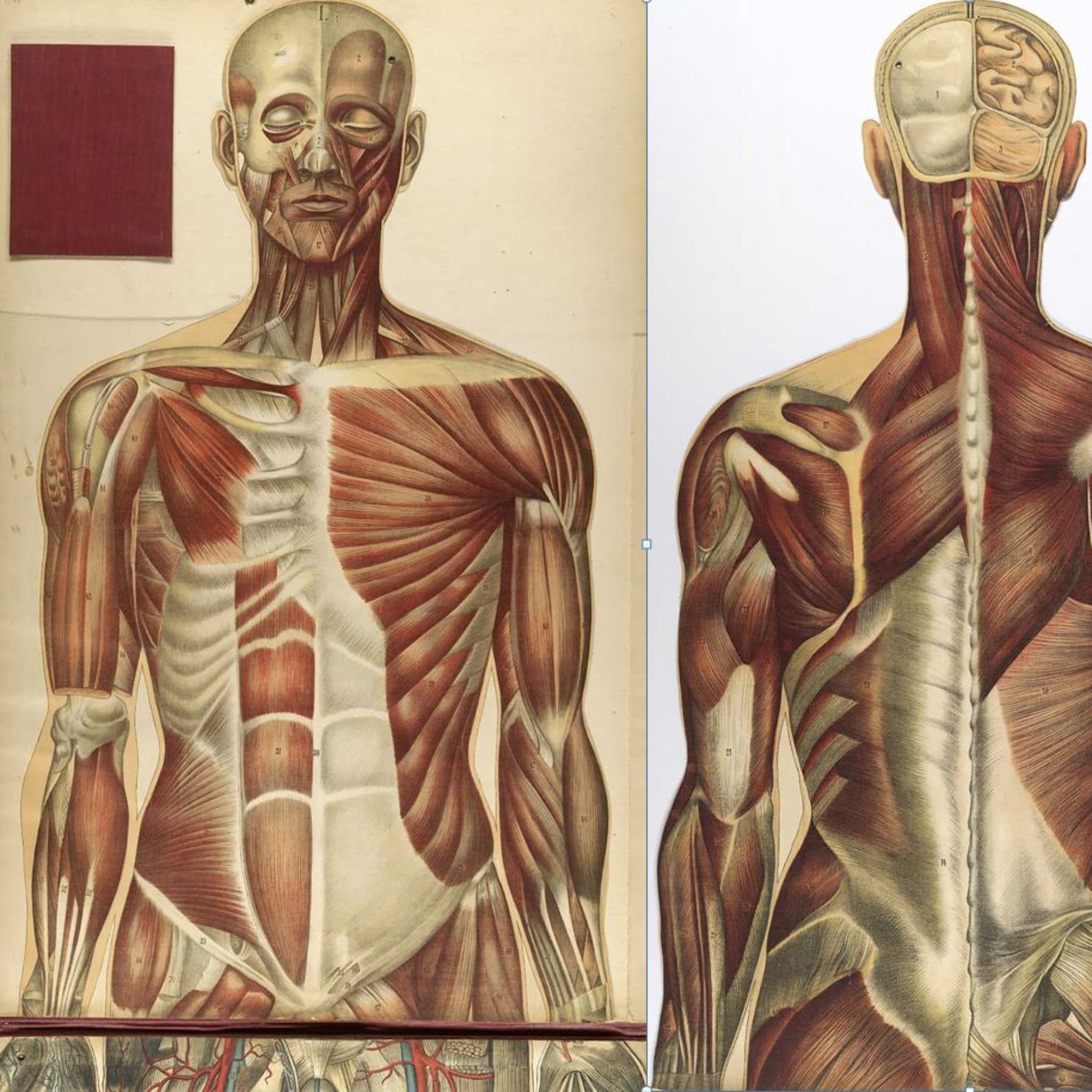 e-Anatomy: Komplettes Nachschlagwerk für menschliche Anatomie - coliquio