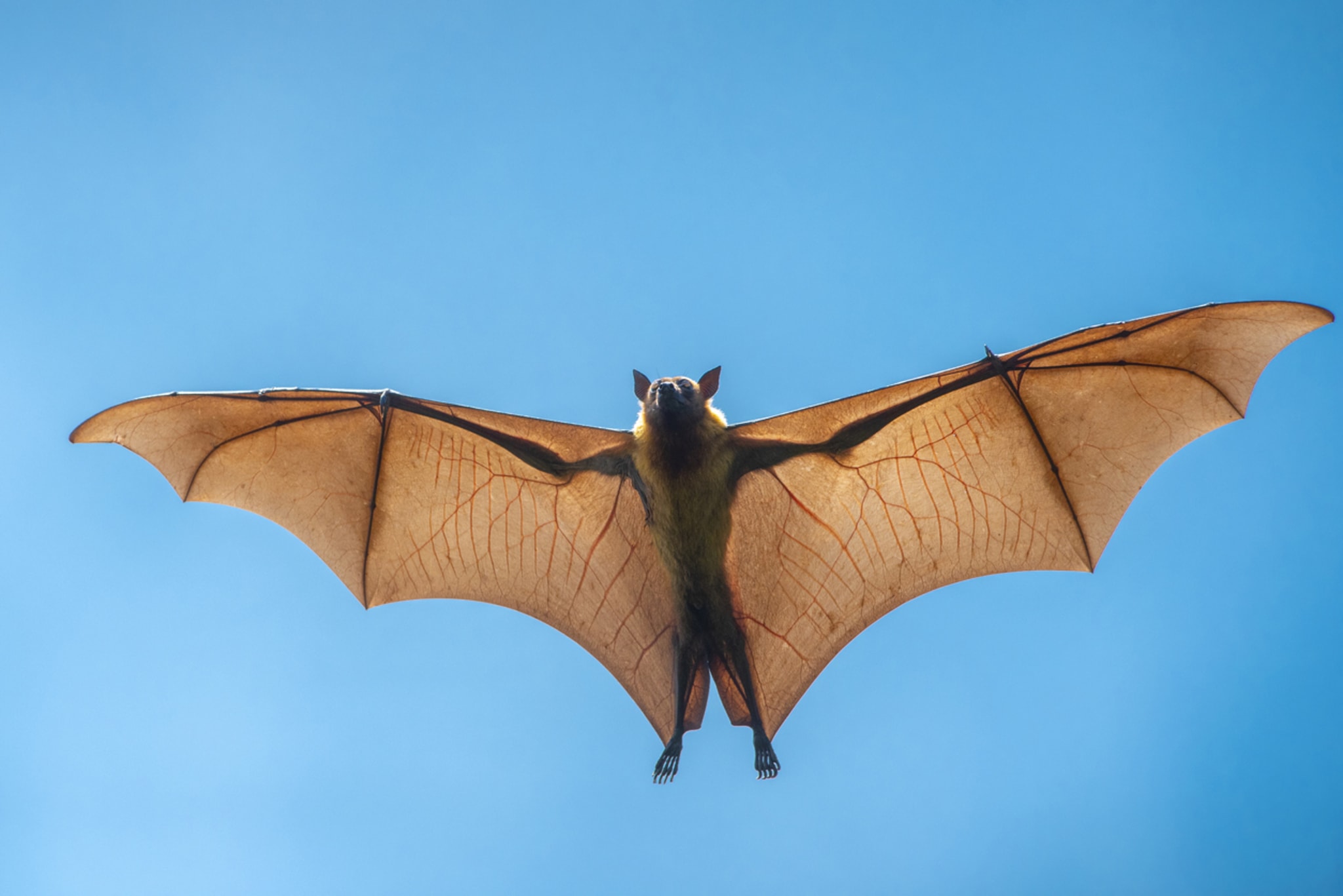 Neue Virus-Gattung: Bereits in Flughunden entdeckt - coliquio