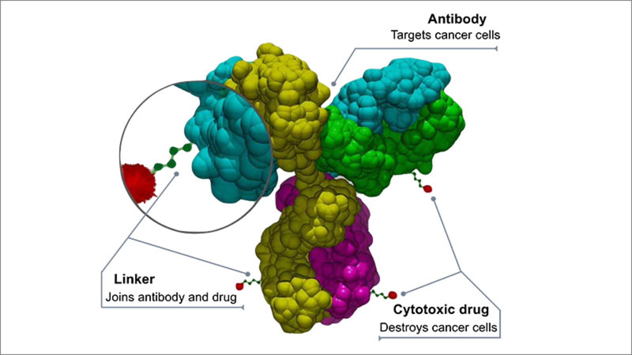 Sind Antikörper-Wirkstoff-Konjugate pan-Cancer-Drugs?
