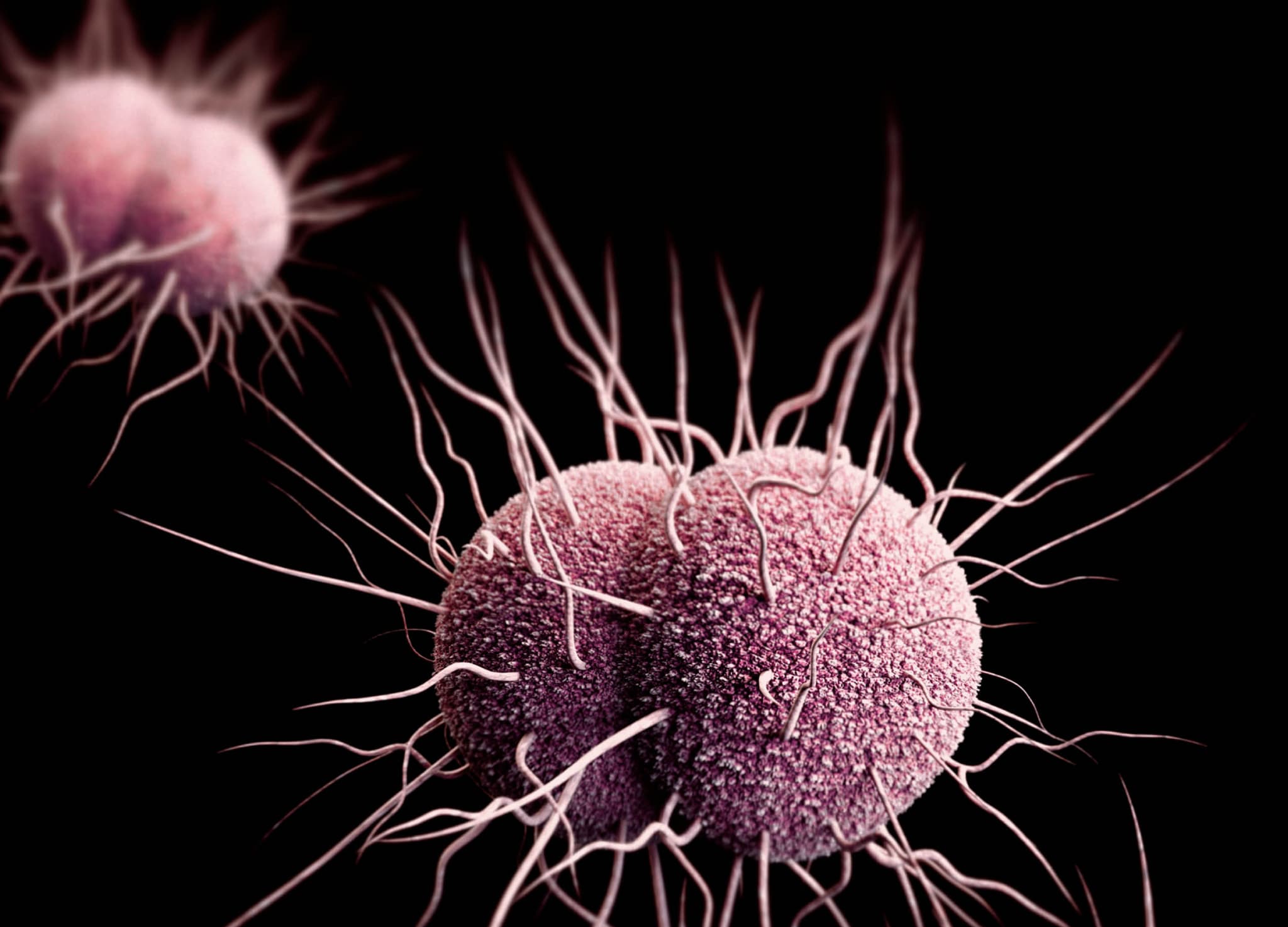 Tripper: Multiresistenter Erreger erstmals nachgewiesen - coliquio