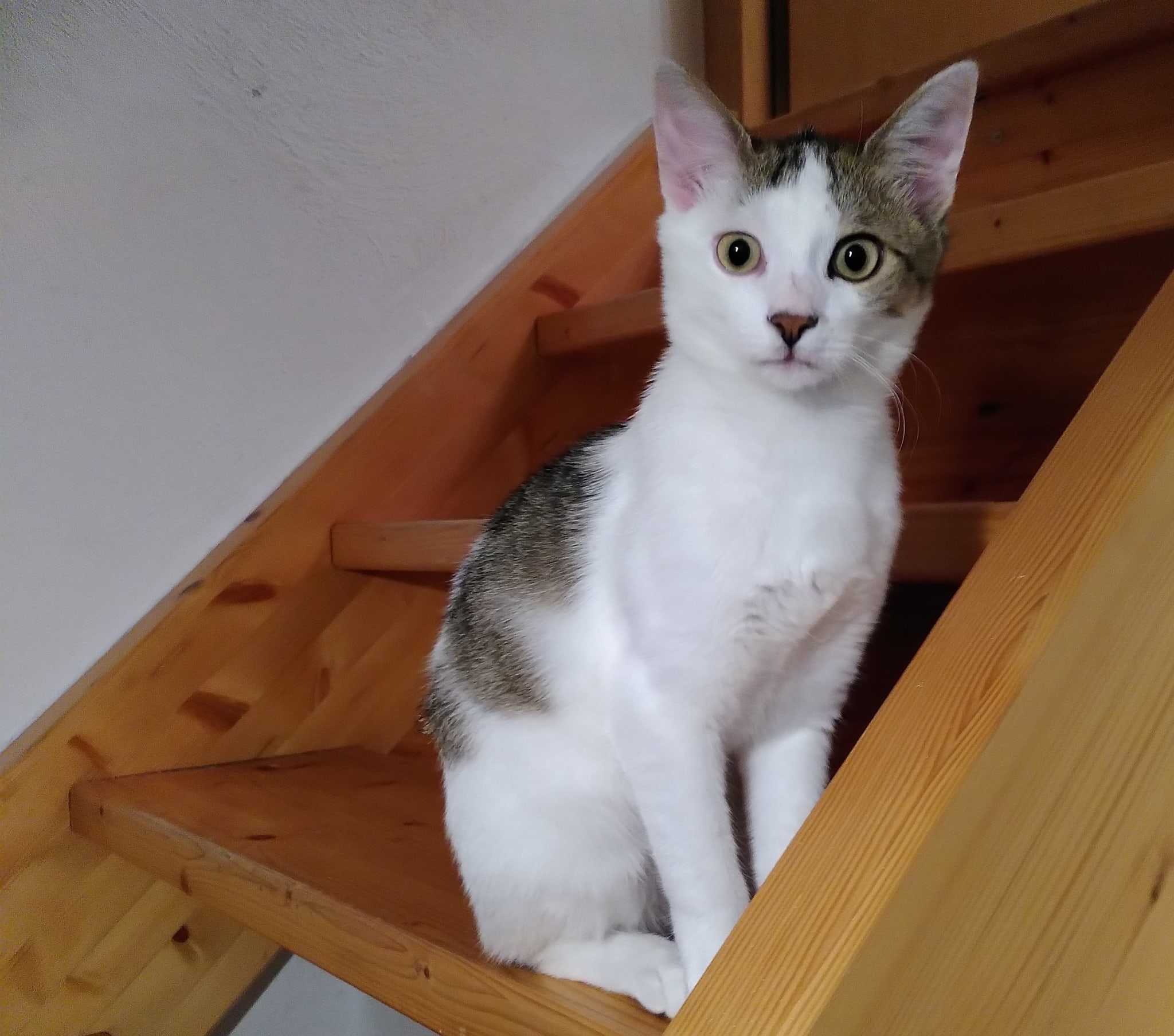 WHO und Besitzer beunruhigt: Polnische Katzen sterben an Vogelgrippe